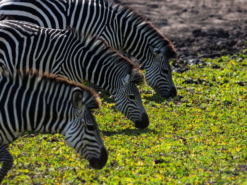 Zebra Trio | Smithsonian Photo Contest | Smithsonian Magazine