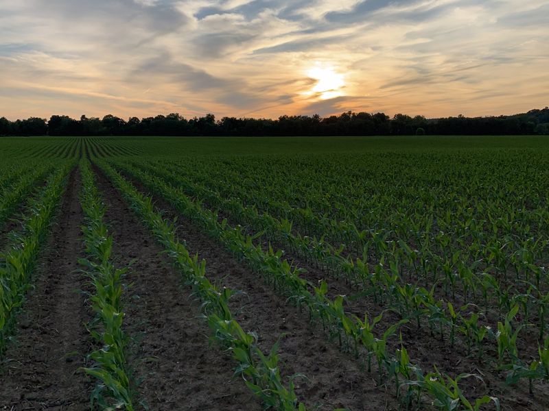 An emerging corn field in the Coshocton River Valley | Smithsonian ...