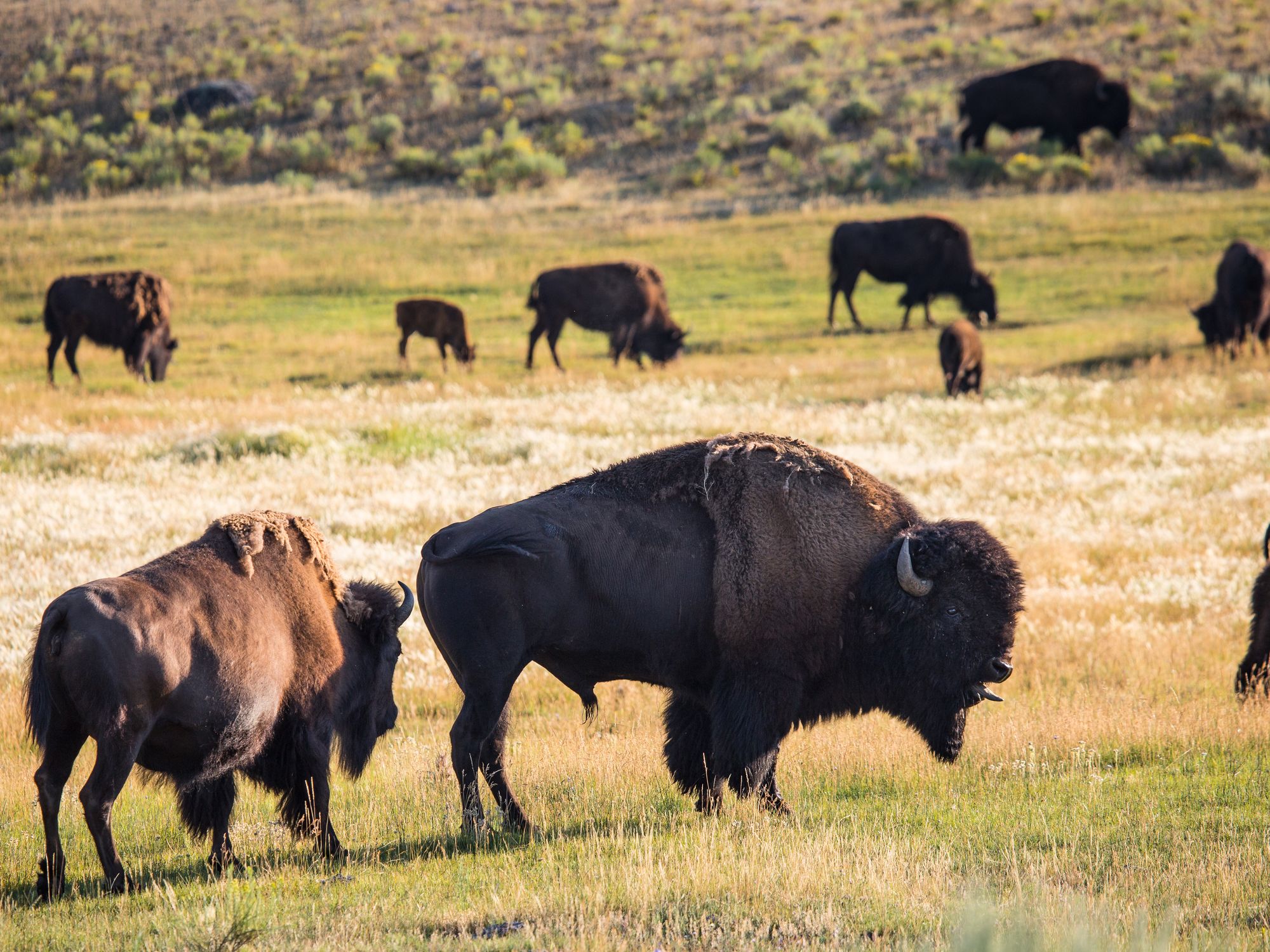 Watch Over 150 Bison Weave Through Traffic in Yellowstone as Winter ...