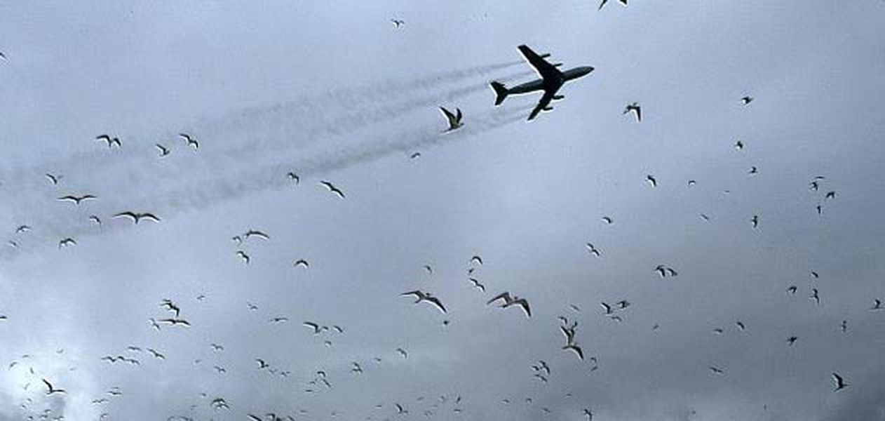 The Perils of Bird-Plane Collisions