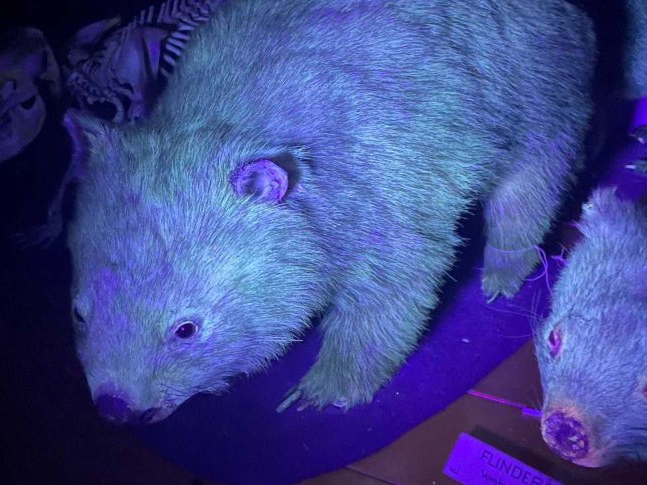 wombat with vampire teeth