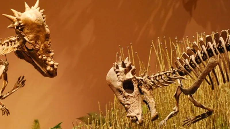 Pachycephalosaurus Skeleton