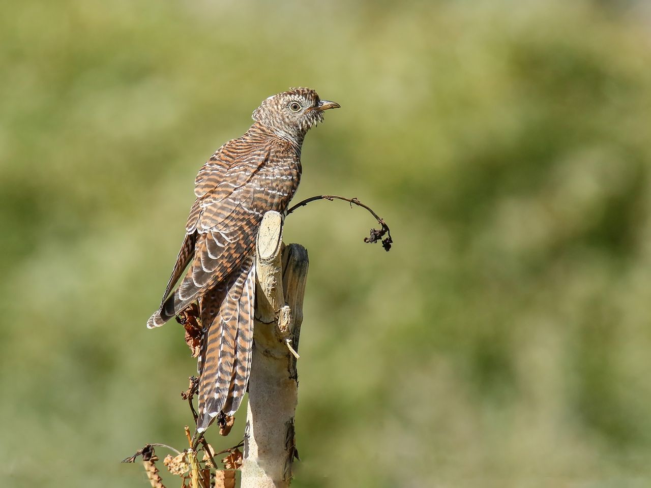 common cuckoo size