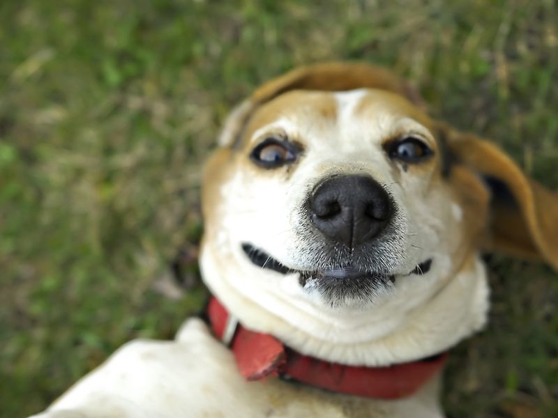Happy hound. | Smithsonian Photo Contest | Smithsonian Magazine