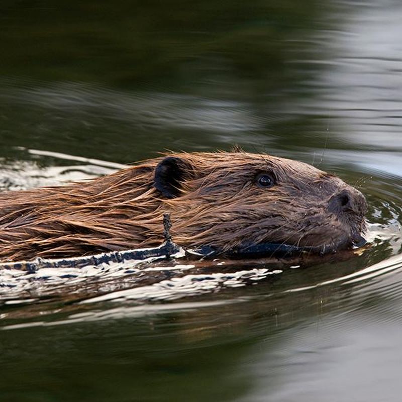 Beavers