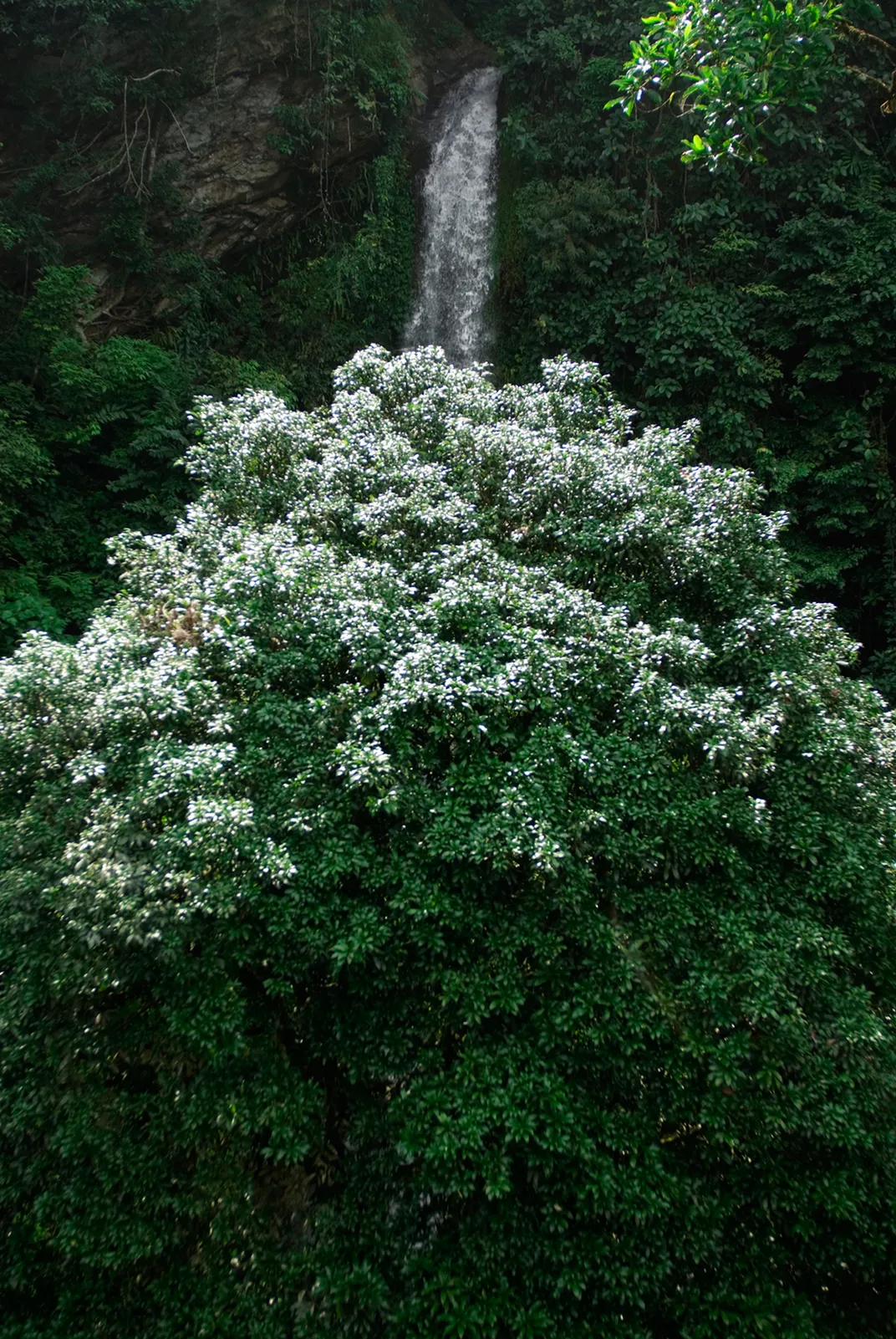 A full bloom tree just In front of a hill fountain | Smithsonian Photo ...