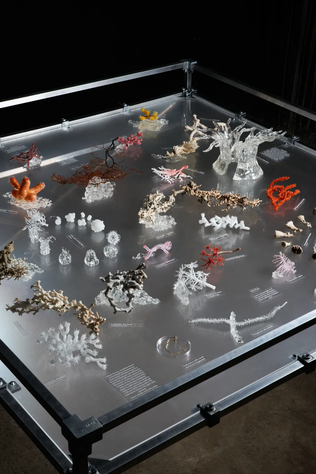 The Hidden World of Cold-Water Corals Rises to the Surface With These ...