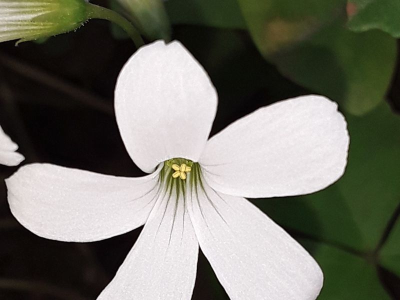 Flower of Shamrock Plants | Smithsonian Photo Contest | Smithsonian ...