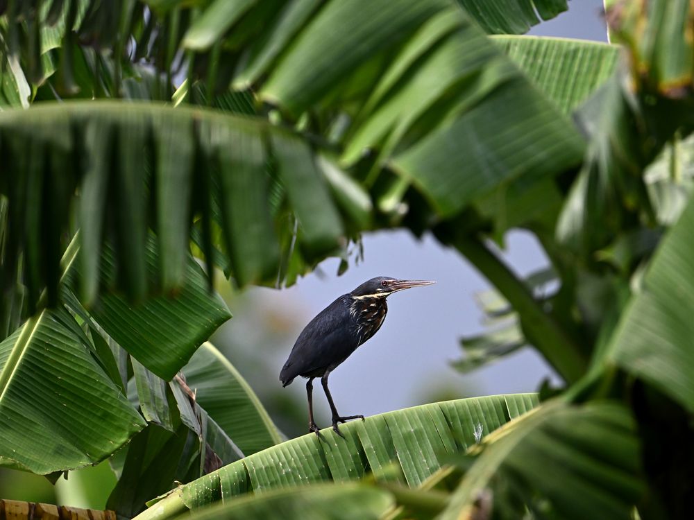 The Black Bittern | Smithsonian Photo Contest | Smithsonian Magazine