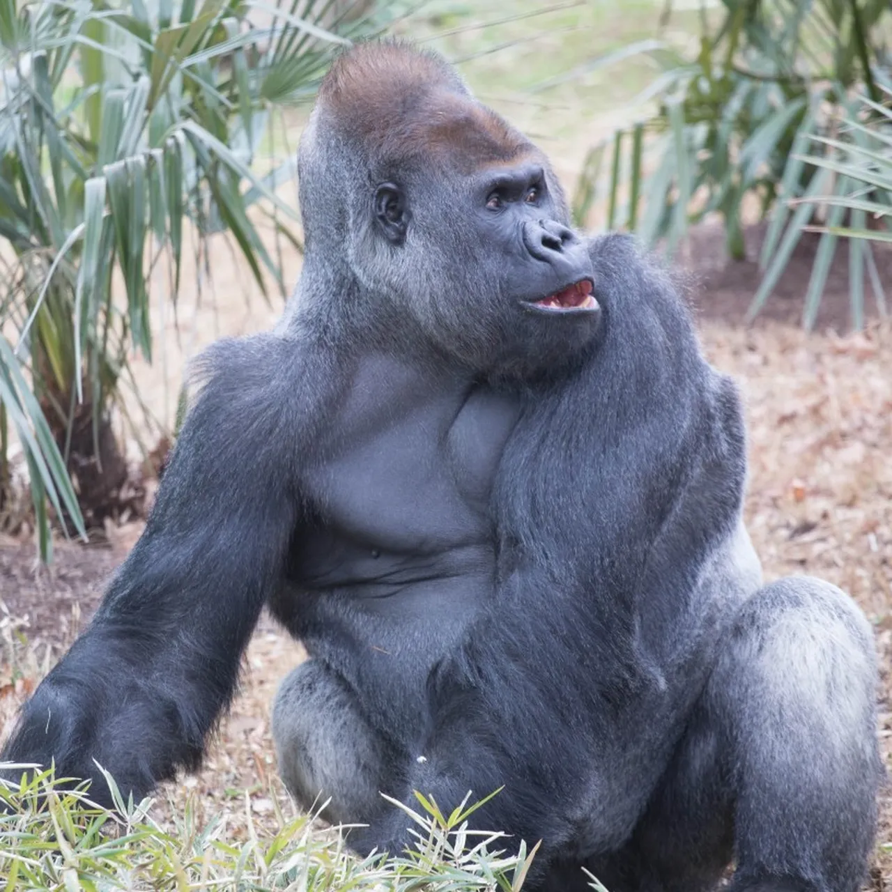 silverback visual
