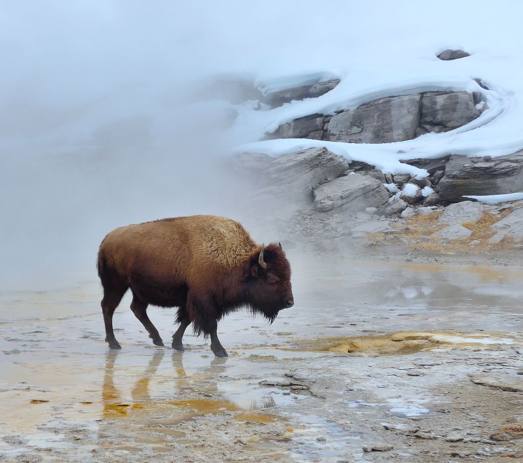 American Bison at Grand Geyser | Smithsonian Photo Contest ...