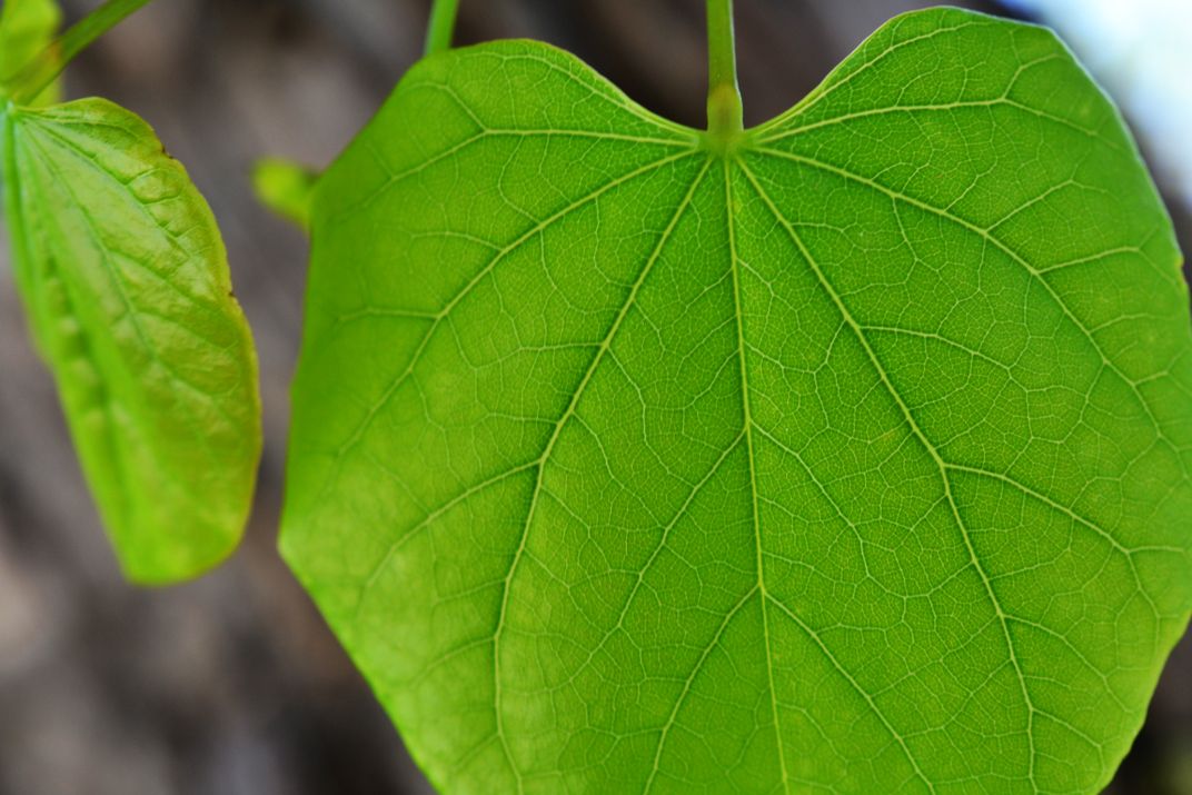Leaves | Smithsonian Photo Contest | Smithsonian Magazine