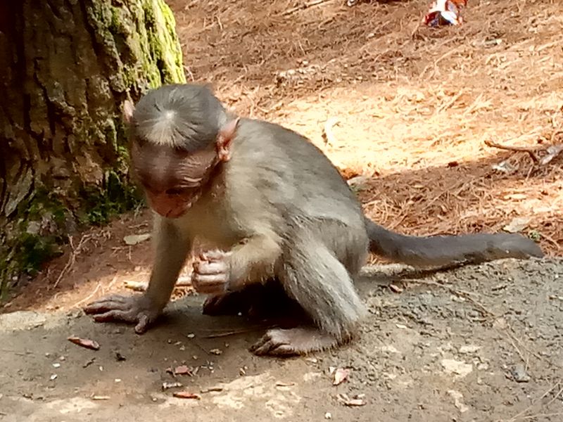 super monkey | Smithsonian Photo Contest | Smithsonian Magazine