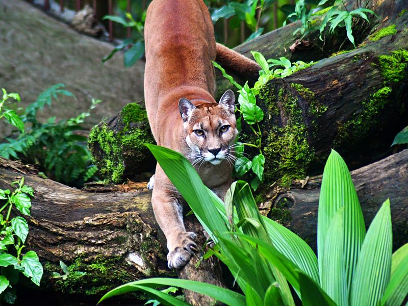 Puma Stretching | Smithsonian Photo Contest | Smithsonian Magazine