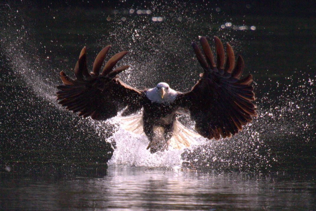 Eagle catching Dinner | Smithsonian Photo Contest | Smithsonian Magazine