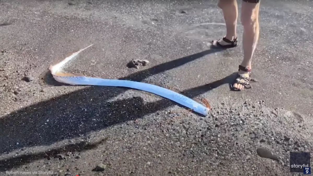 See a Deep-Sea Oarfish Caught Alive on Video in a Rare Encounter on a ...