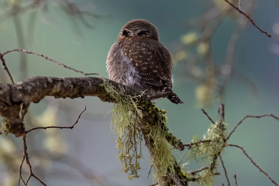 Northern Pygmy-Owl Scarying Away Predators With Its False Eyes ...