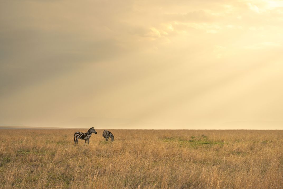 Zebras in light | Smithsonian Photo Contest | Smithsonian Magazine