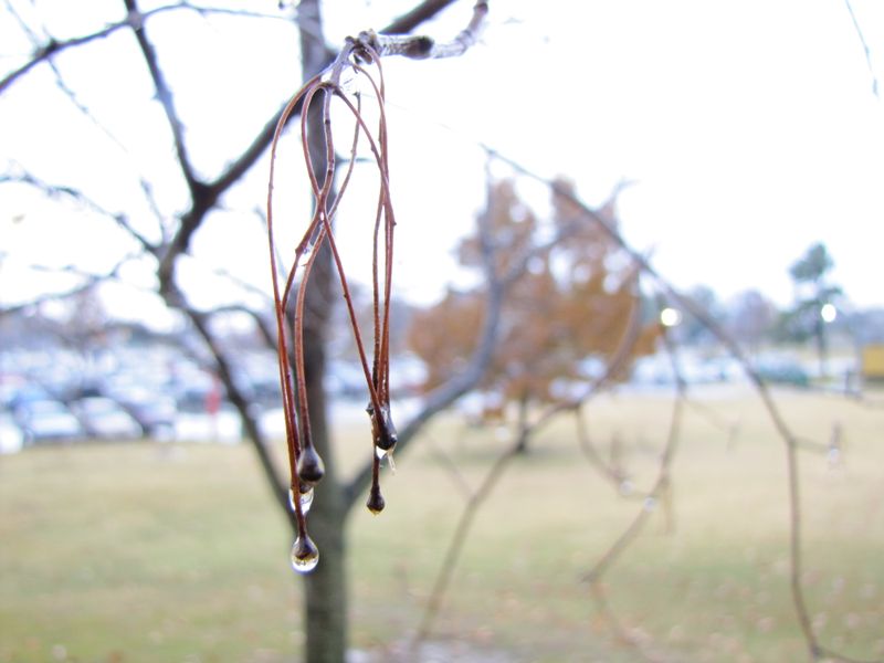 Rain dripping off tree | Smithsonian Photo Contest | Smithsonian Magazine