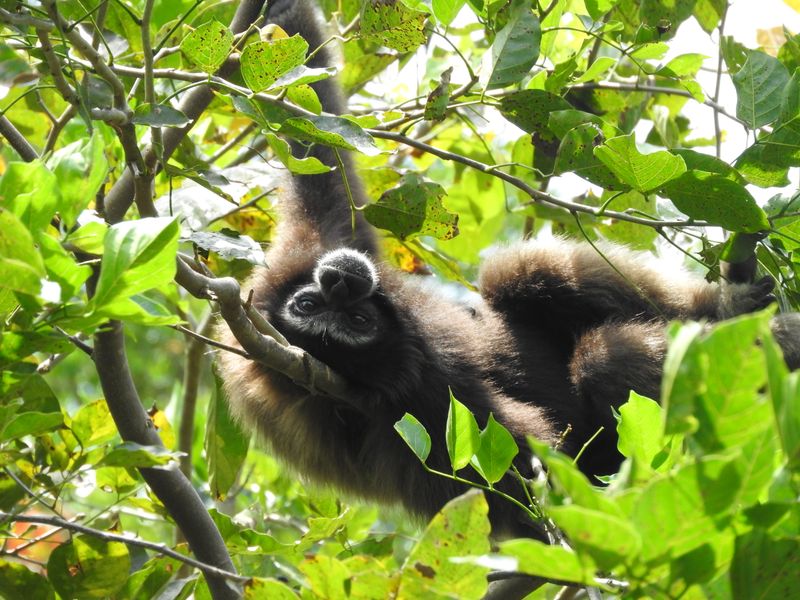 Monkey chilling in the trees | Smithsonian Photo Contest | Smithsonian ...