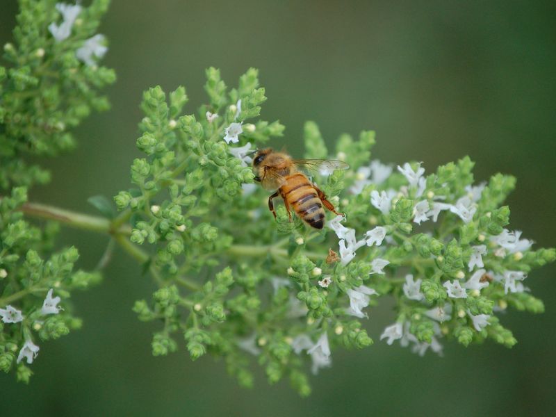 Honeybee in herb garden | Smithsonian Photo Contest | Smithsonian Magazine