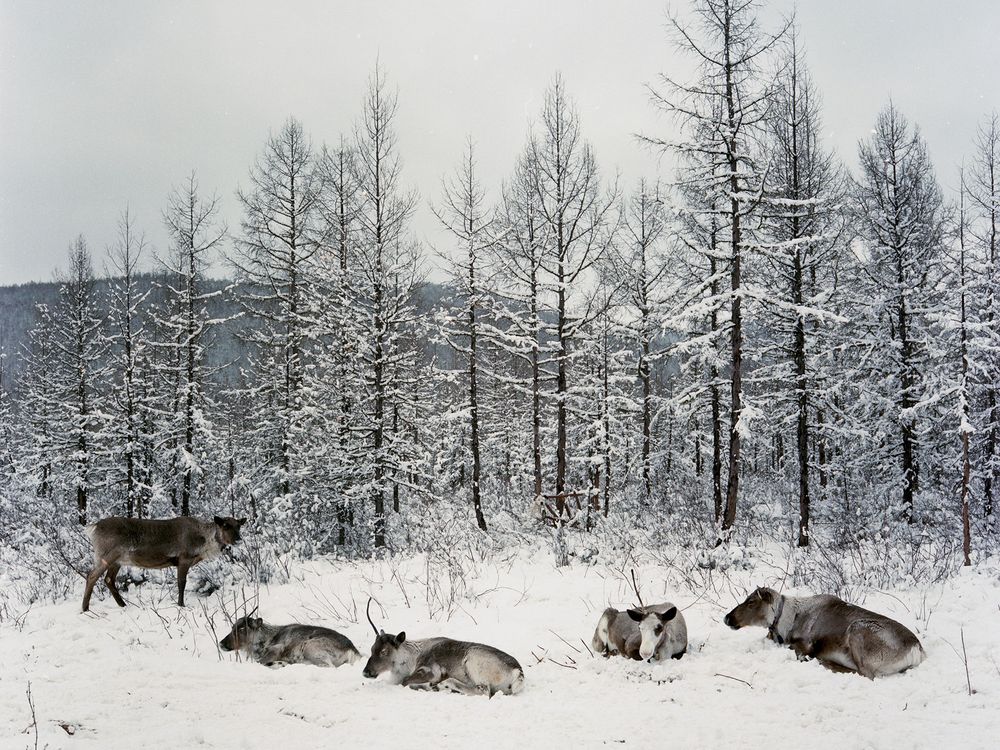 The Last Reindeer Tribe in China（5-5） | Smithsonian Photo Contest ...