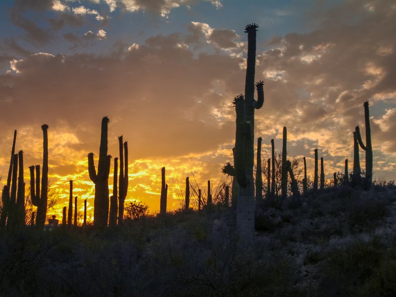 The living desert | Smithsonian Photo Contest | Smithsonian Magazine