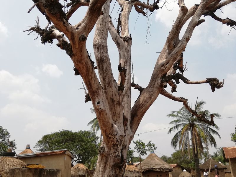 Traditional praying tree | Smithsonian Photo Contest | Smithsonian Magazine