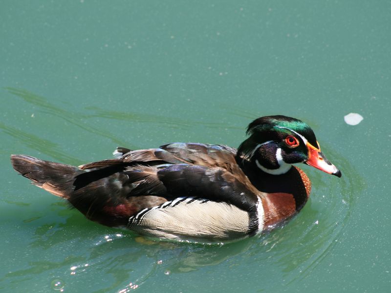 Wood Duck taking a swim. Chiefland, FL | Smithsonian Photo Contest ...