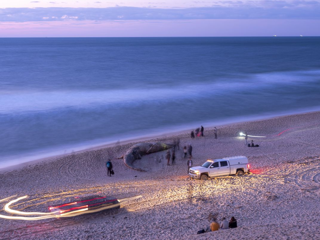 Beached Whale | Smithsonian Photo Contest | Smithsonian Magazine