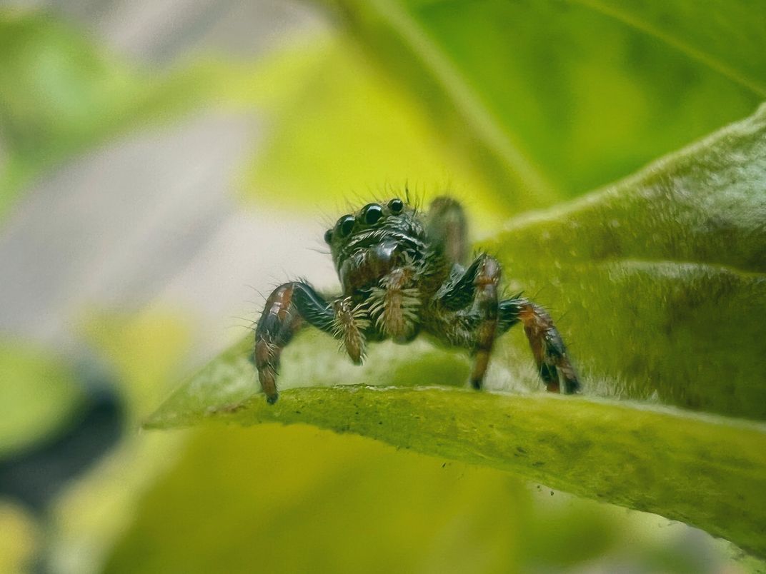 Tiny leaping spider | Smithsonian Photo Contest | Smithsonian Magazine