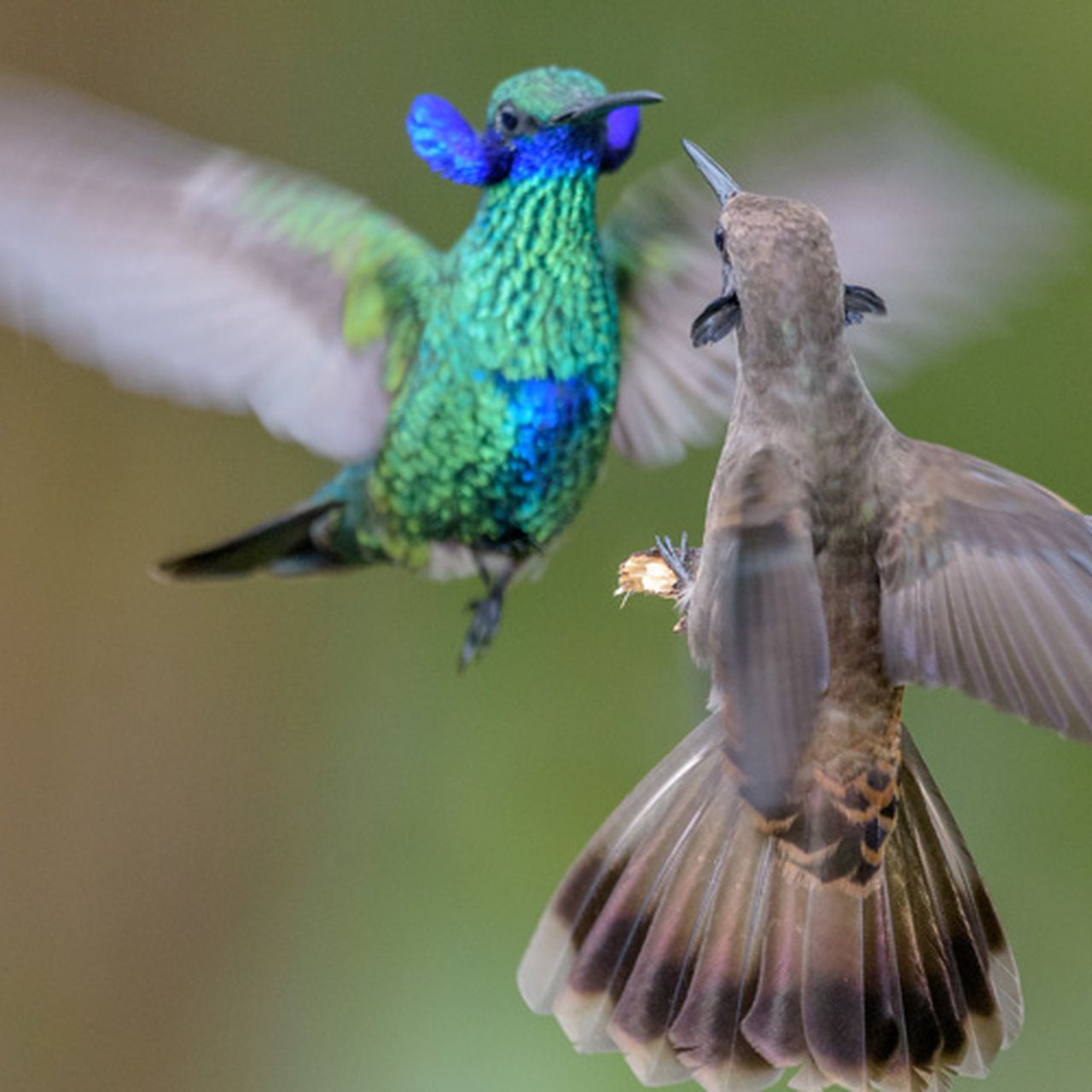 Strange Hummingbirds
