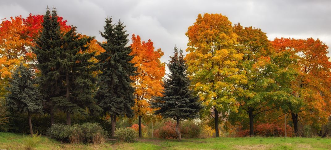 Autumn forest | Smithsonian Photo Contest | Smithsonian Magazine