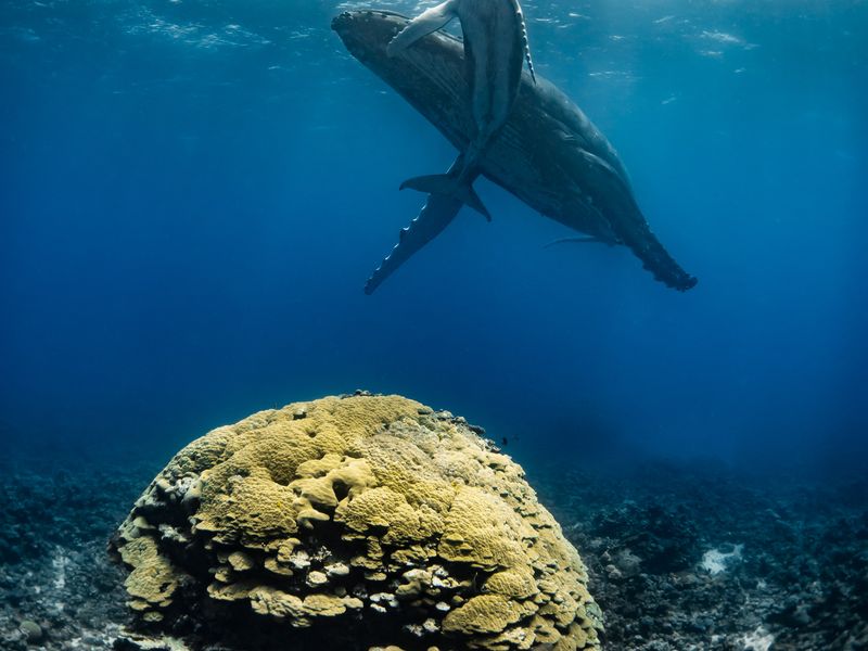 Leviathan | Smithsonian Photo Contest | Smithsonian Magazine