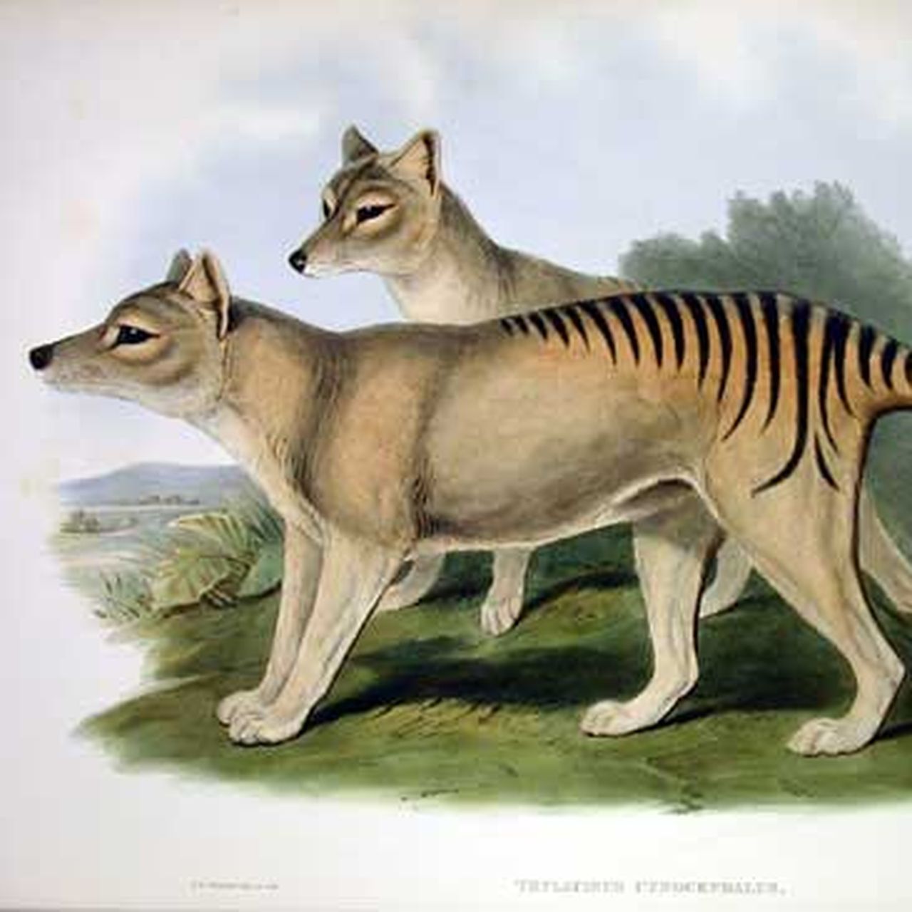 thylacine poly