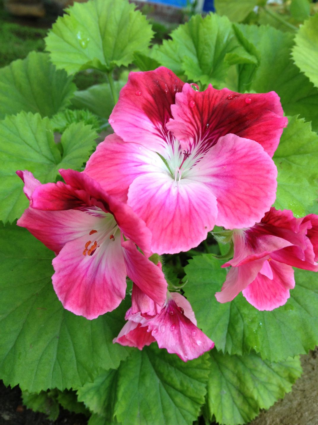 Flowers | Smithsonian Photo Contest | Smithsonian Magazine