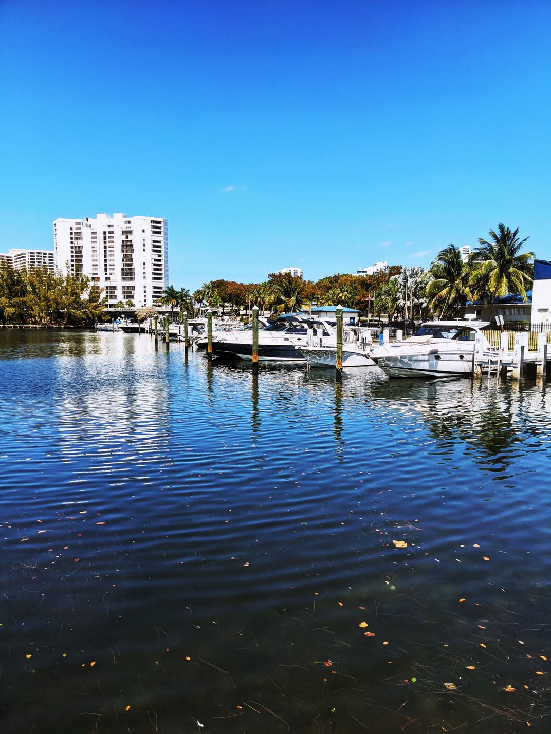 City of Hallandale Beach Marina | Smithsonian Photo Contest ...