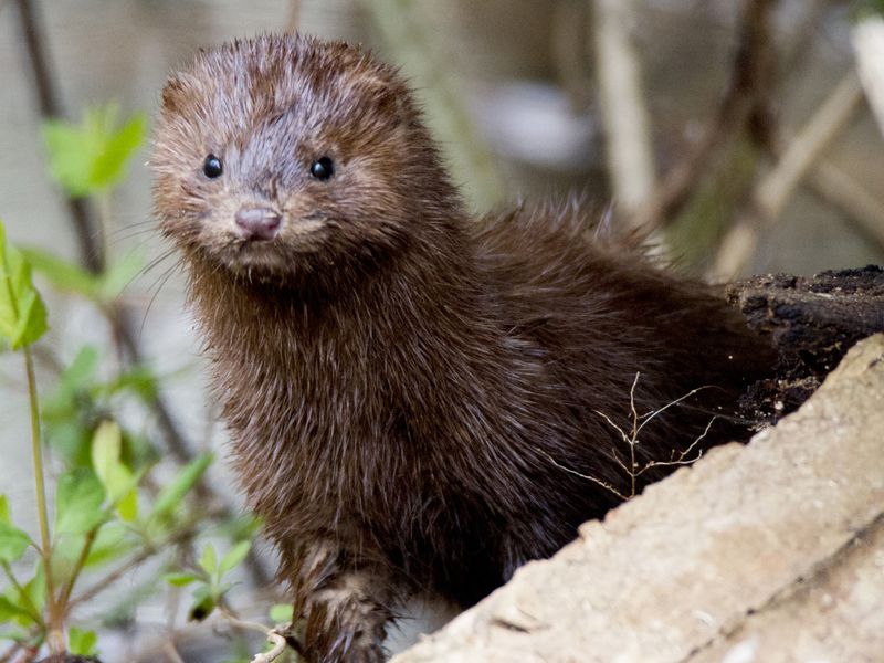The Mink | Smithsonian Photo Contest | Smithsonian Magazine