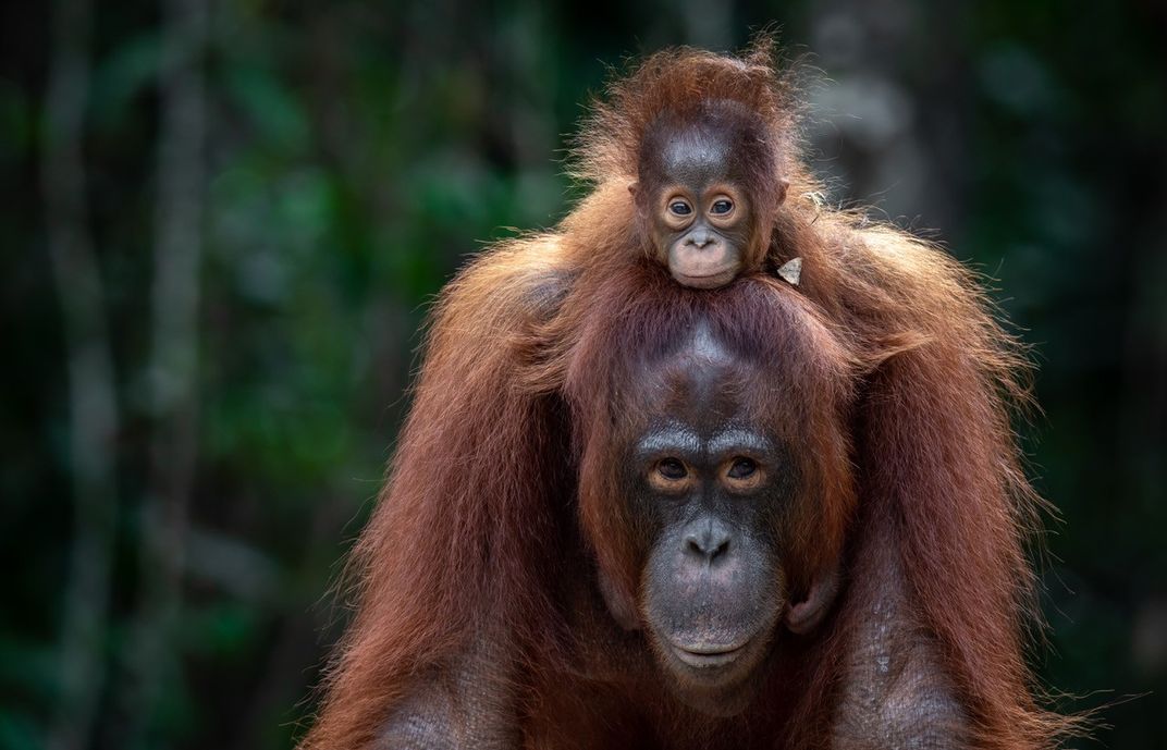 An Orangutan Sanctuary in Borneo Is Giving the Endangered Primates a ...