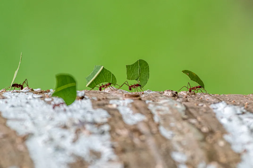 bay leaf ants