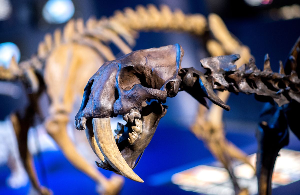‘Fearsome’ Saber-Toothed Cats Needed Their Baby Teeth and Mommies, Too ...