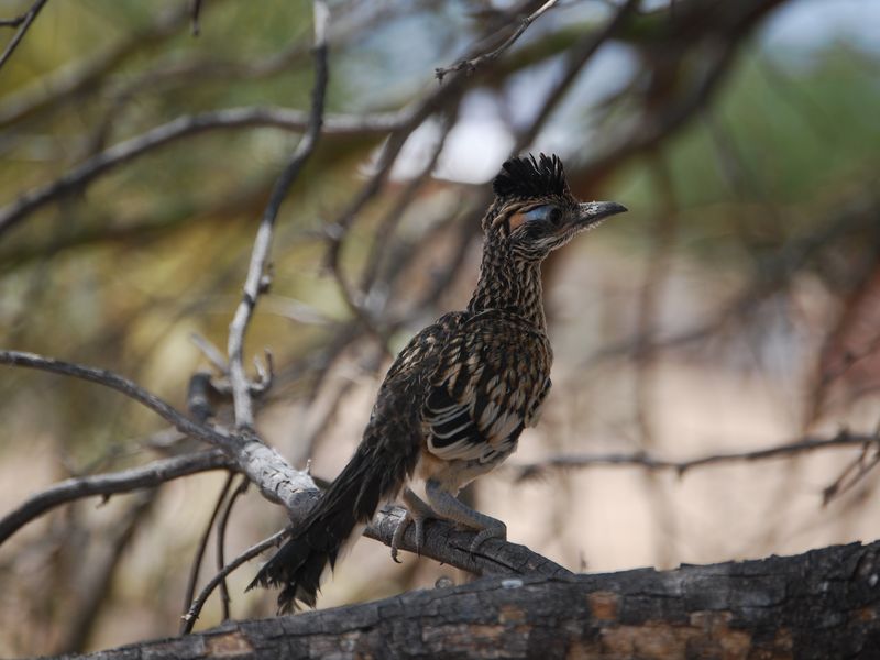 Baby roadrunner | Smithsonian Photo Contest | Smithsonian Magazine