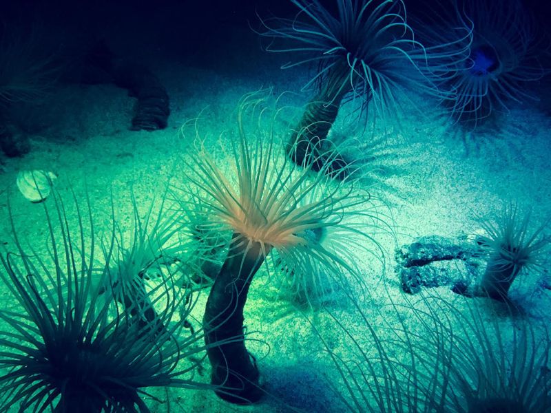 A Colony of Sea Anemones | Smithsonian Photo Contest | Smithsonian Magazine