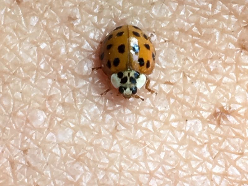 Lady bug on my leg | Smithsonian Photo Contest | Smithsonian Magazine