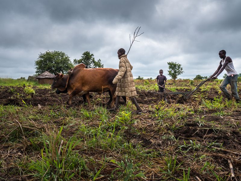 Oxen Plow | Smithsonian Photo Contest | Smithsonian Magazine