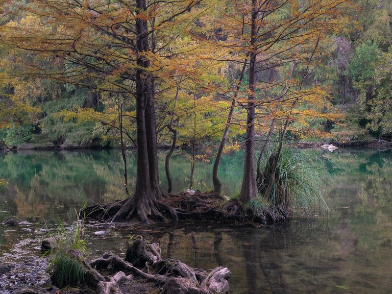 Red Bud Isle, Austin | Smithsonian Photo Contest | Smithsonian Magazine
