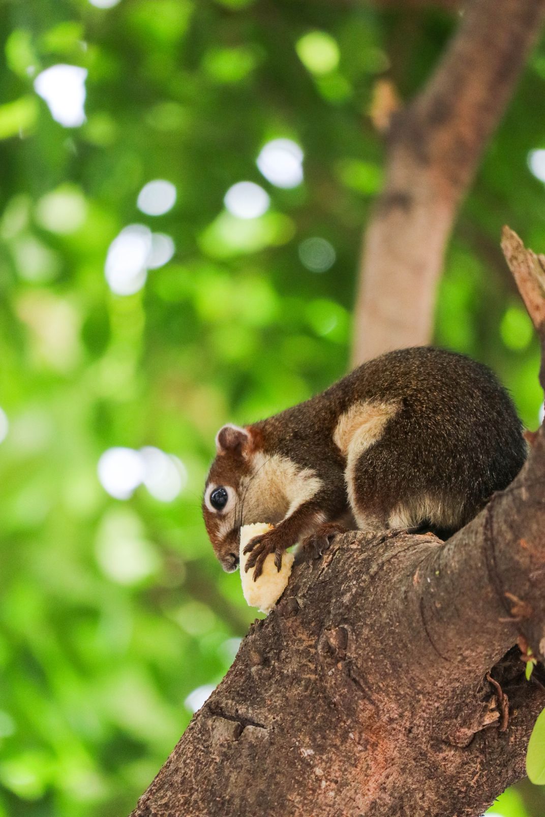 Squirrel eating apple in the park. | Smithsonian Photo Contest ...