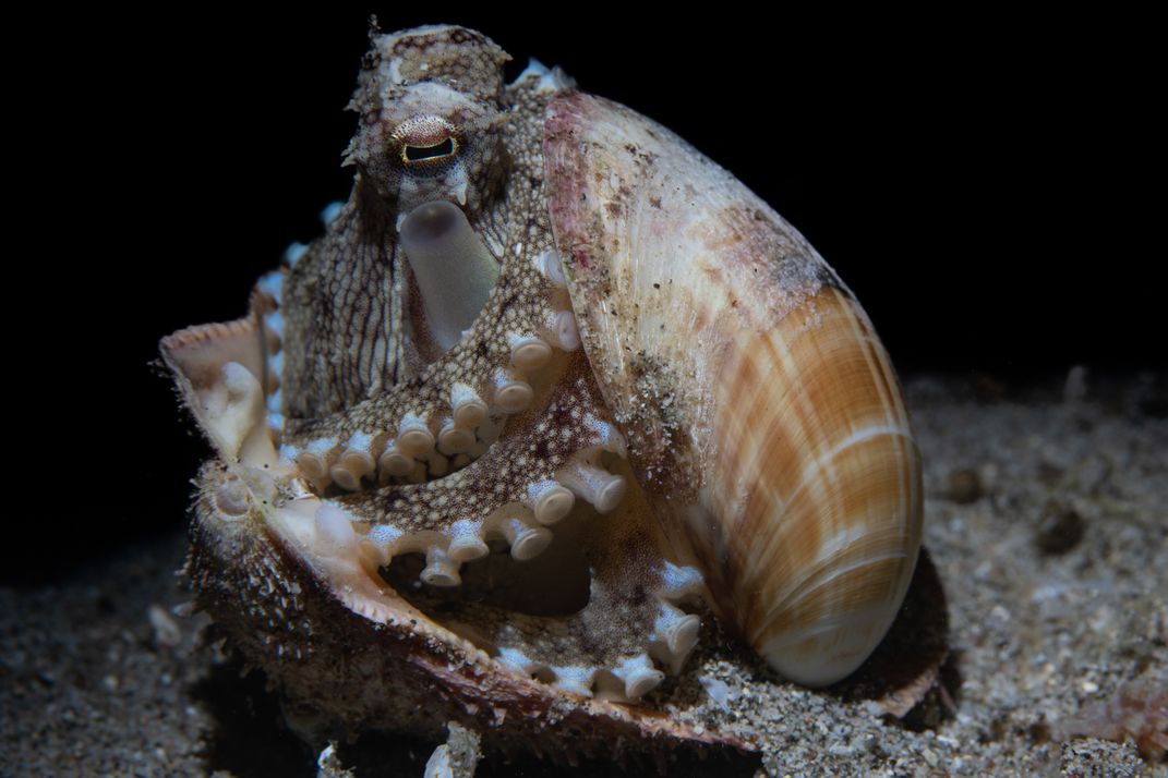 Coconut octopus in the Philippines | Smithsonian Photo Contest ...