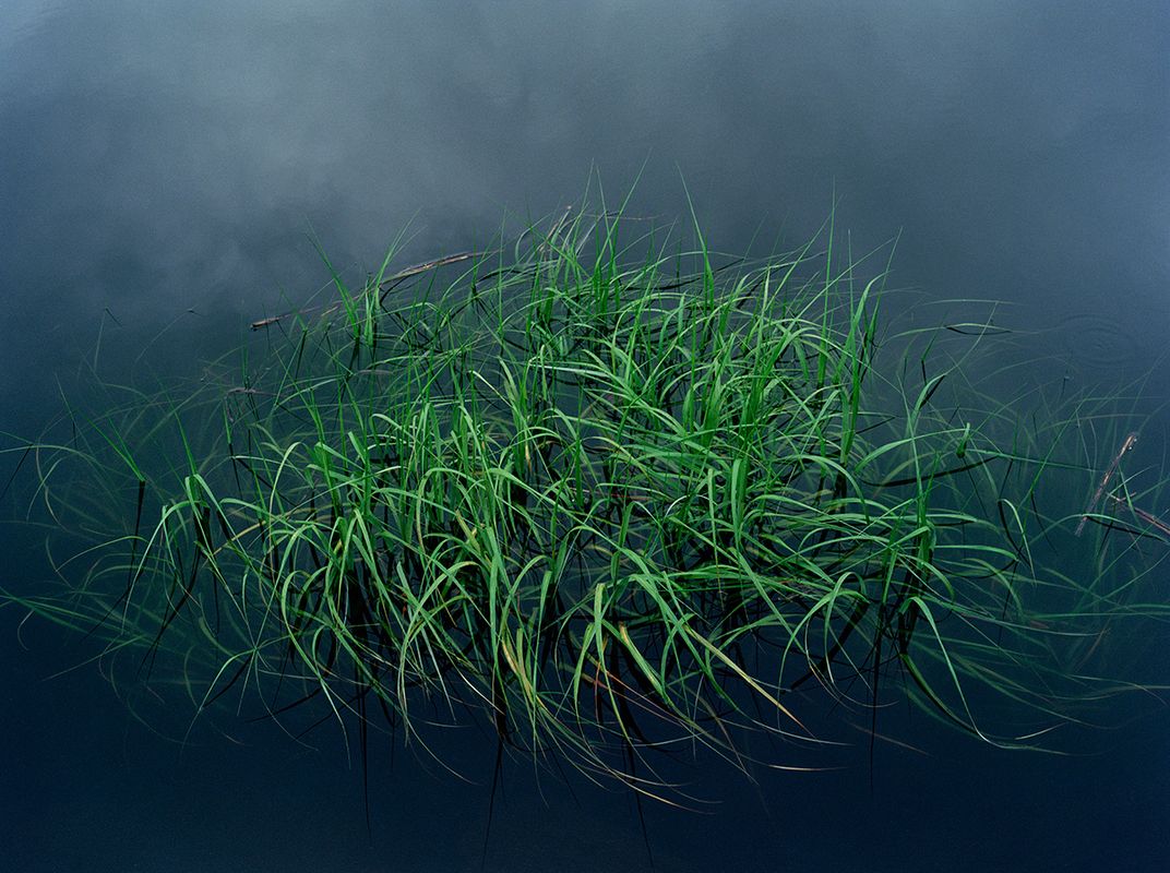 Floating grass | Smithsonian Photo Contest | Smithsonian Magazine