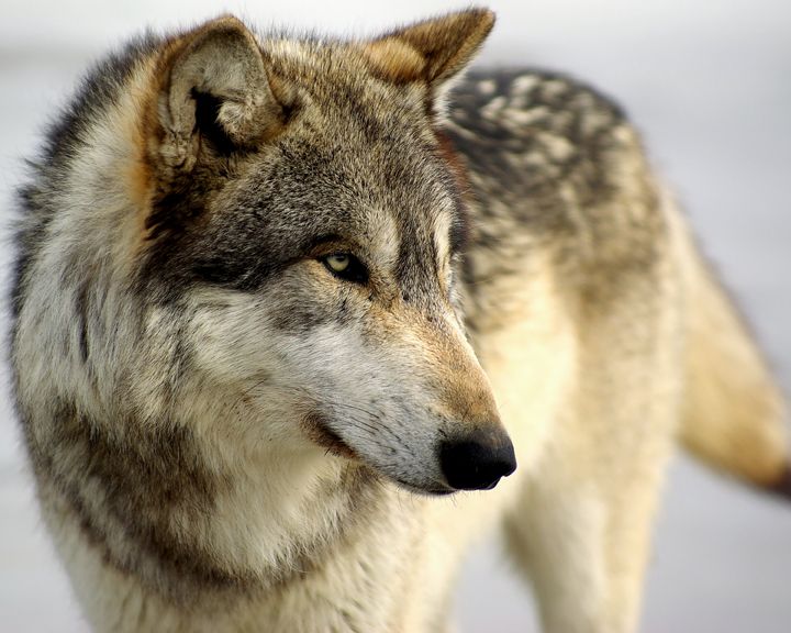 Profile of a Wolf | Smithsonian Photo Contest | Smithsonian Magazine